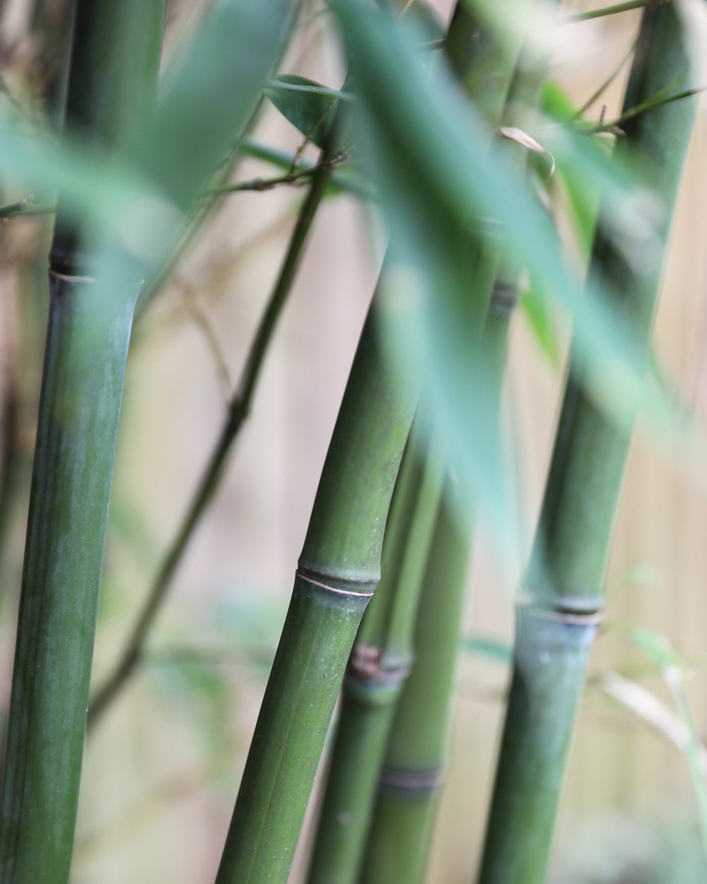 Eco-Friendly & Recycled Umbrellas | London Undercover